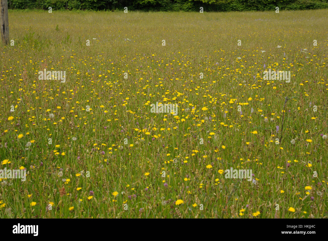 Rough Hawkbit, Leontodon hispidus Stock Photo - Alamy