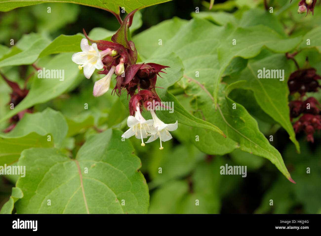 Himalayan Honeysuckle, Leycesteria formosa Stock Photo - Alamy