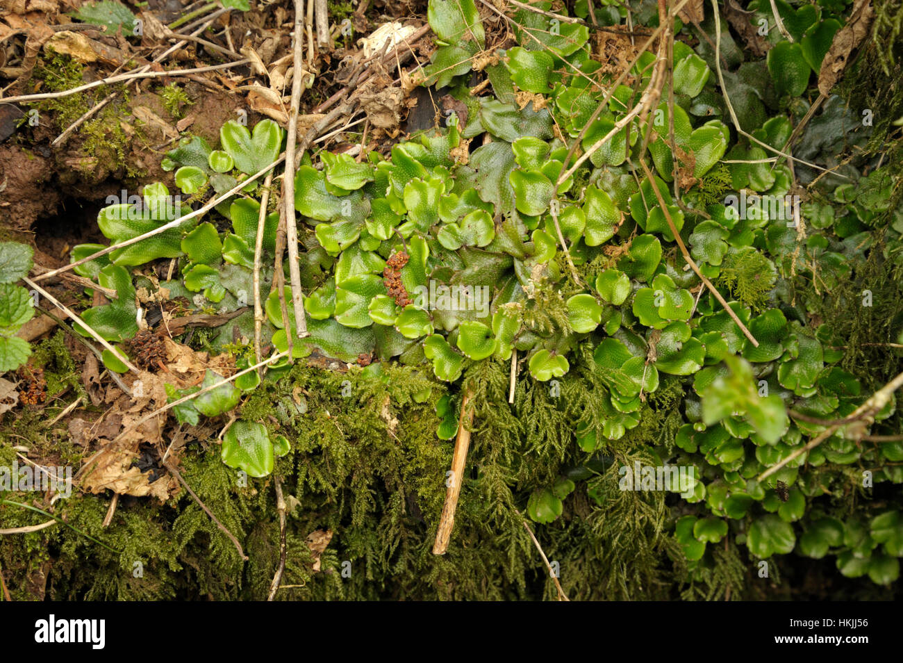 Thallose liverwort hi-res stock photography and images - Alamy