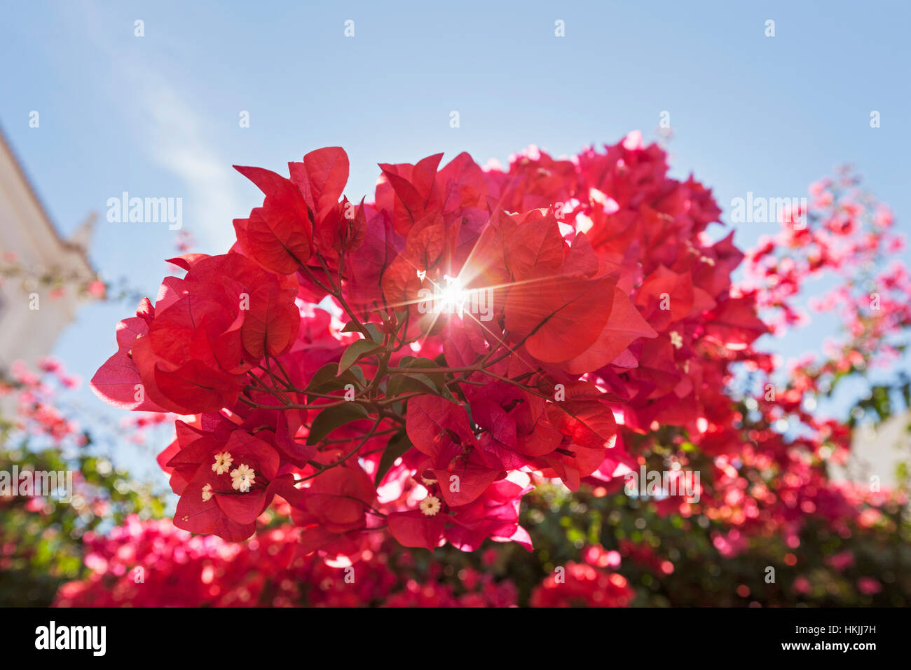 Close-up of Bougainvillea flowers, Lisbon, Portugal Stock Photo - Alamy
