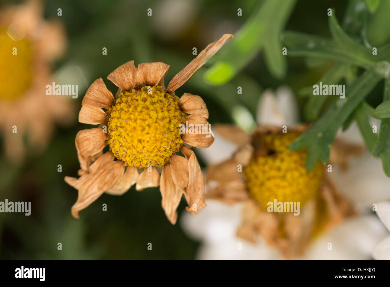 Dead daisy hi-res stock photography and images - Alamy