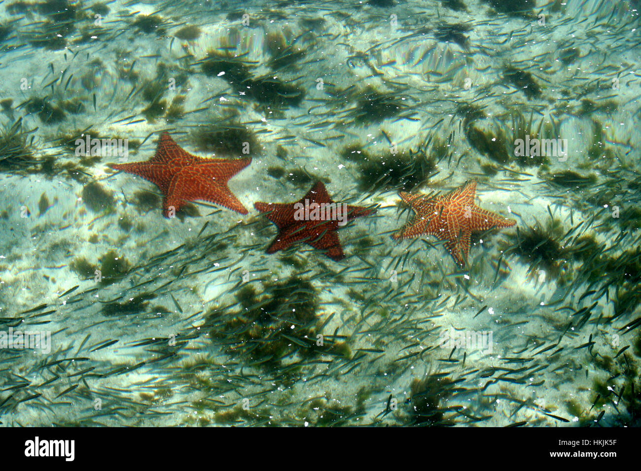 Three beautiful starfish together on the sandy ocean floor under a ...