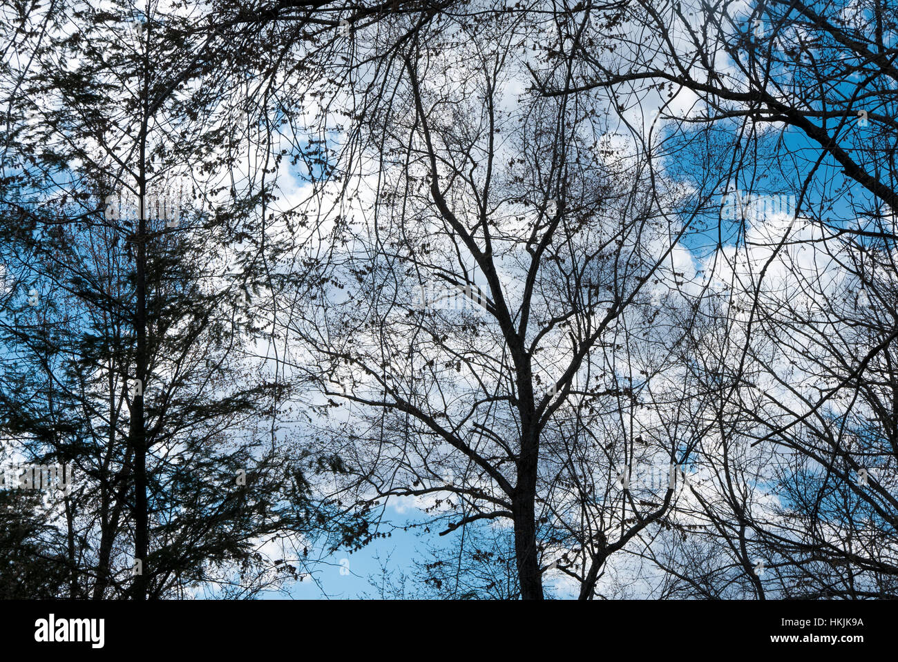 Trees, clouds, sky Stock Photo - Alamy