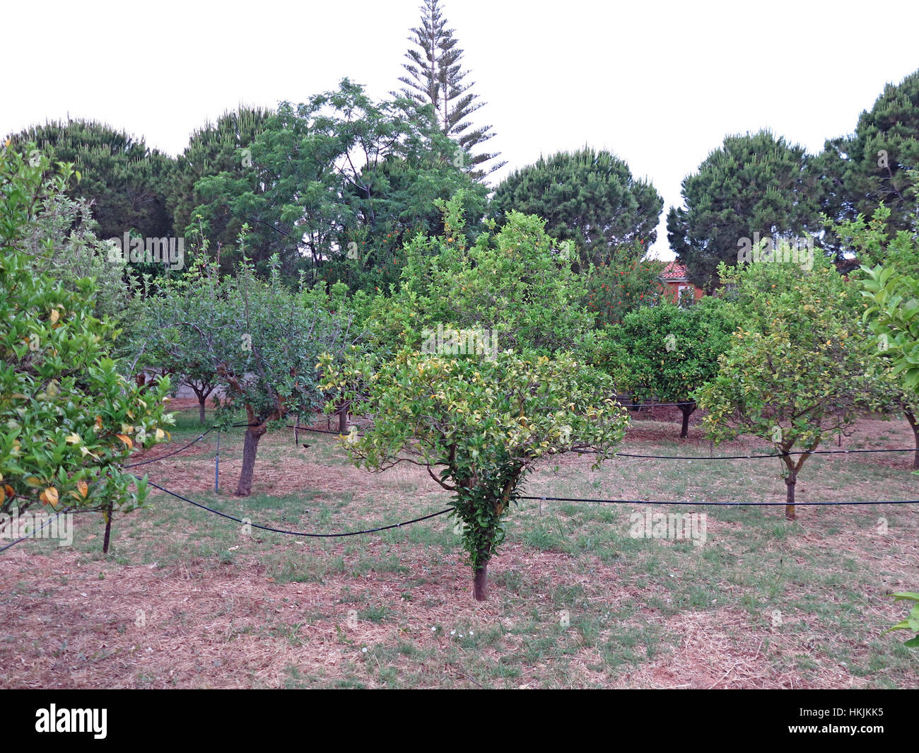 Orange tree grove in Lassi, Kefalonia, Greece Stock Photo - Alamy