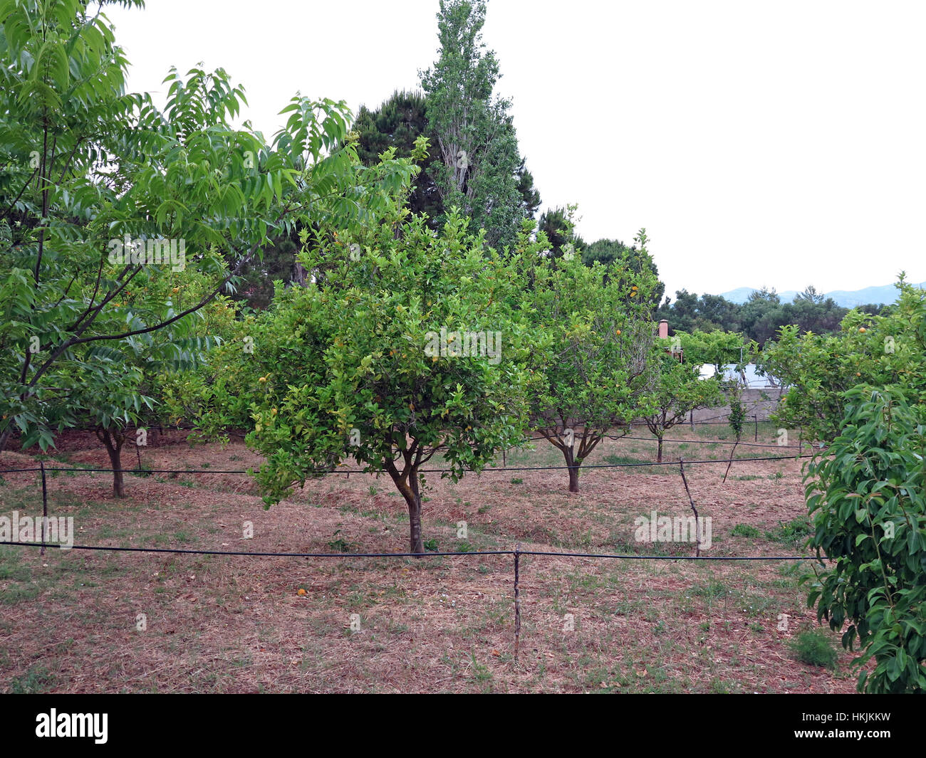 Orange tree grove in Lassi, Kefalonia, Greece Stock Photo - Alamy
