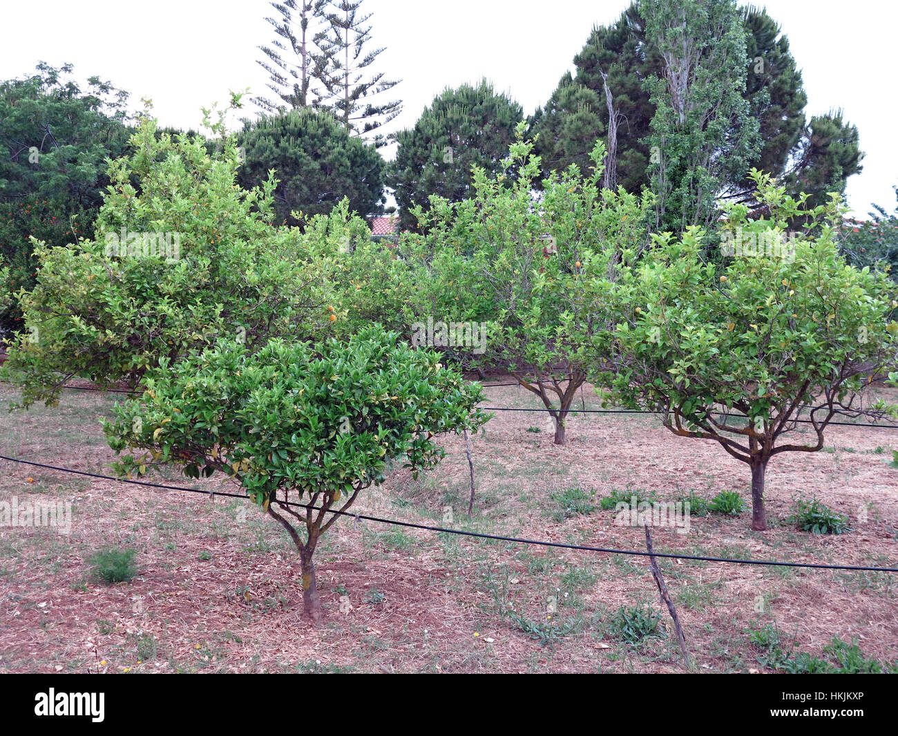 Orange tree grove in Lassi, Kefalonia, Greece Stock Photo - Alamy