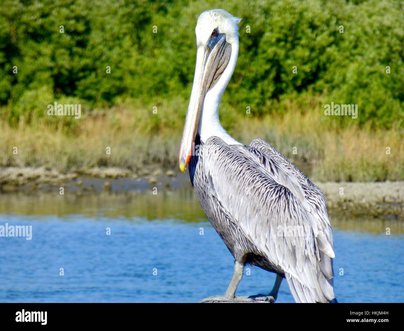 Pelican on piling hi-res stock photography and images - Alamy