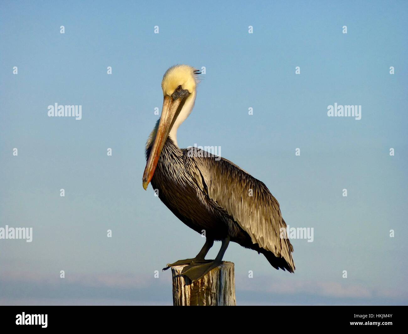 Pelican on piling hi-res stock photography and images - Alamy