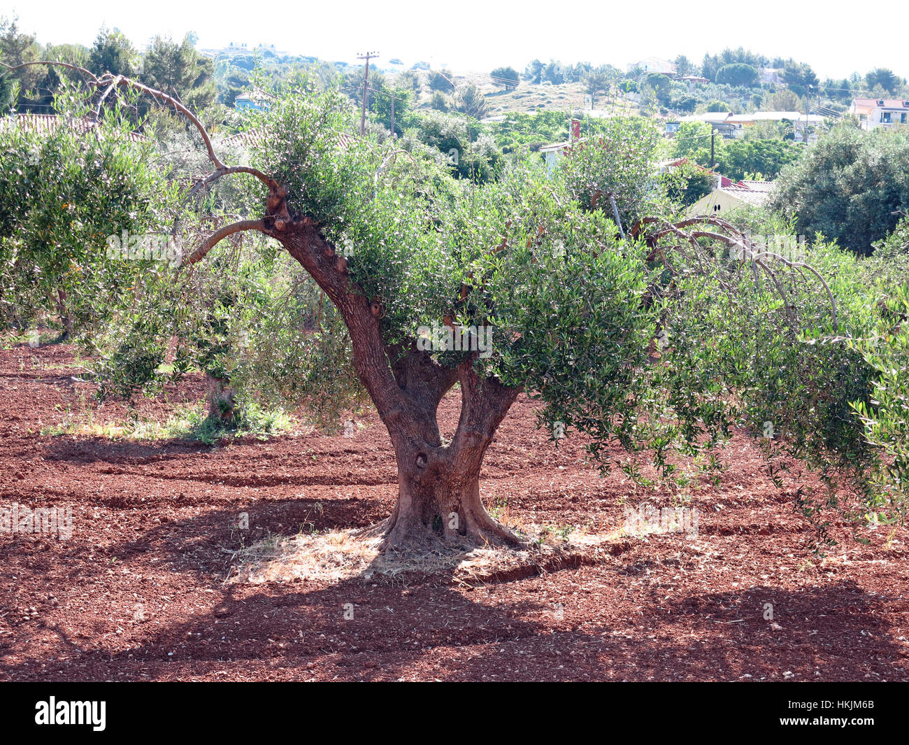 Olive trees grove in Lassi, Kefalonia, Greece Stock Photo - Alamy