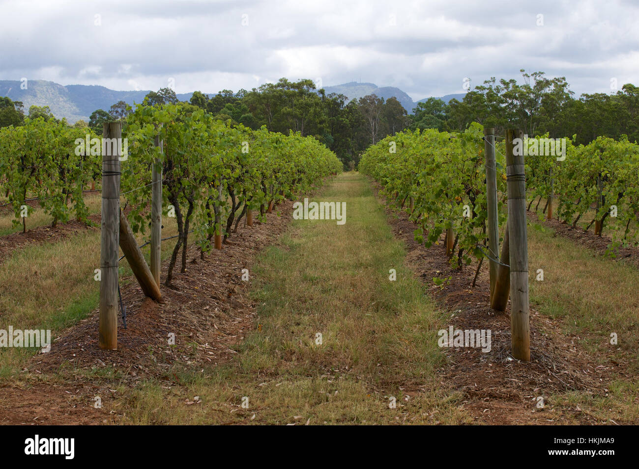 Australian viticulture hi-res stock photography and images - Alamy