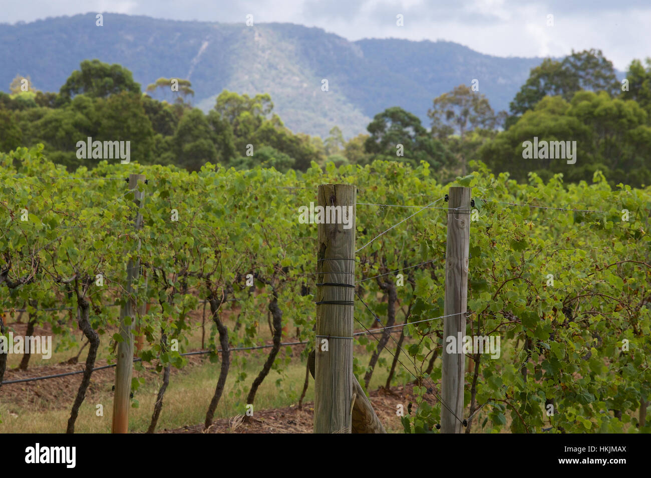 Australian viticulture hi-res stock photography and images - Alamy