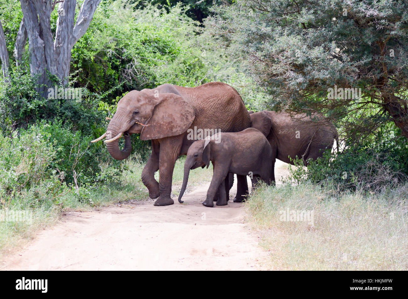 Elephant and her cub crossing the track in the savannah of Tsavo West ...