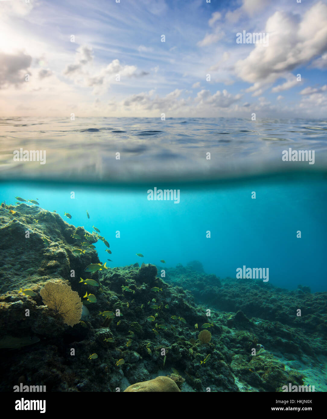 Coral Reef with a sea fan and fish at sunset in Grand Cayman, Cayman ...