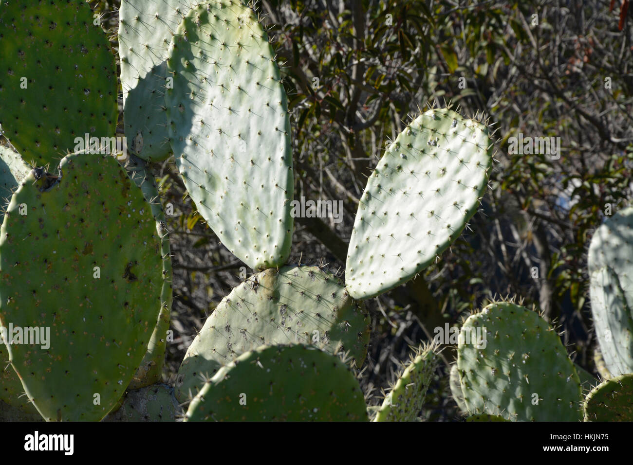 Prickly Pear Cactus Plant Stock Photo - Alamy