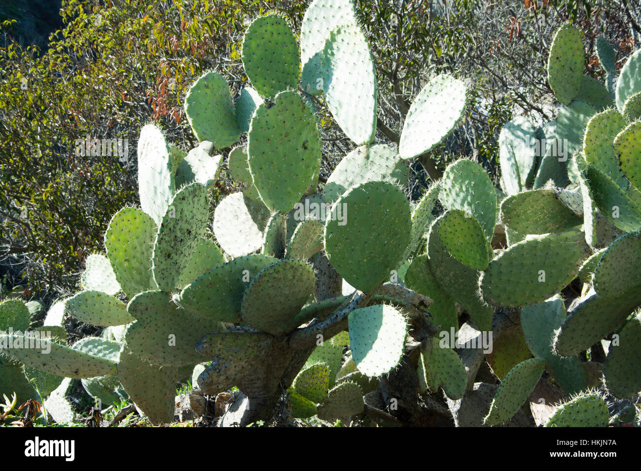 Prickly Pear Cactus Plant Stock Photo - Alamy