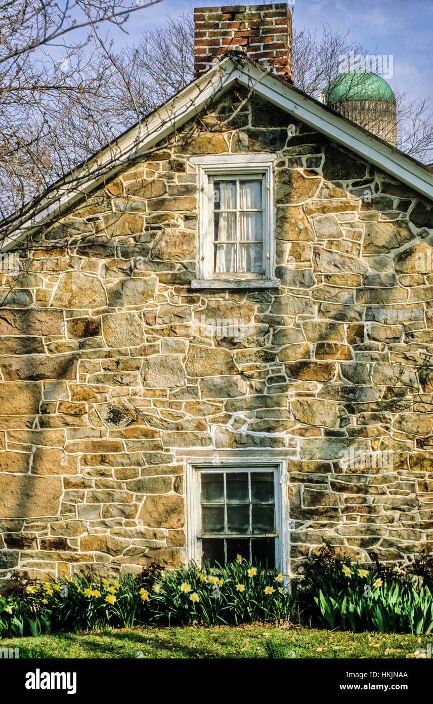 Historic stone farm house and early spring daffodil border in garden ...