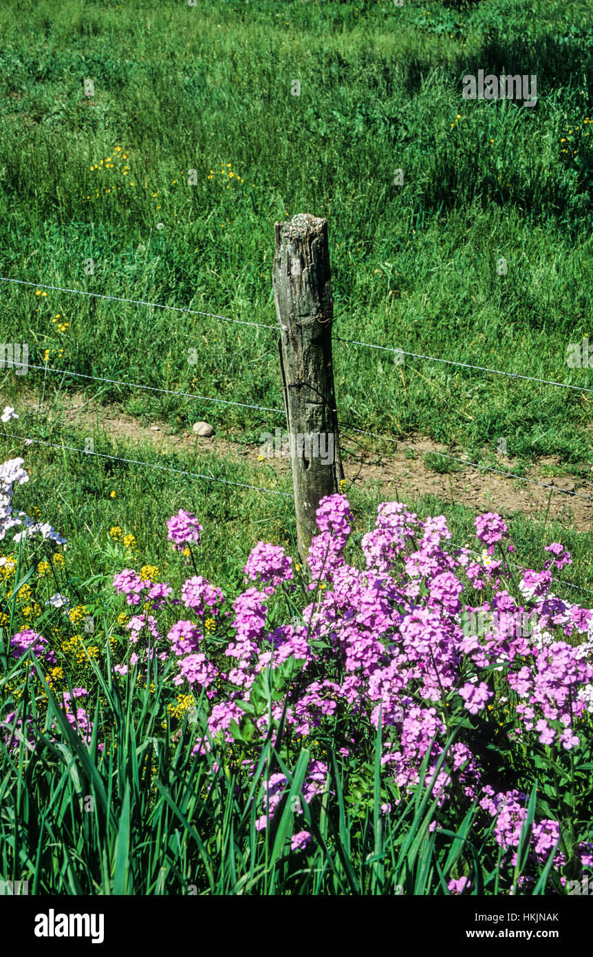 Wild phlox hi-res stock photography and images - Alamy