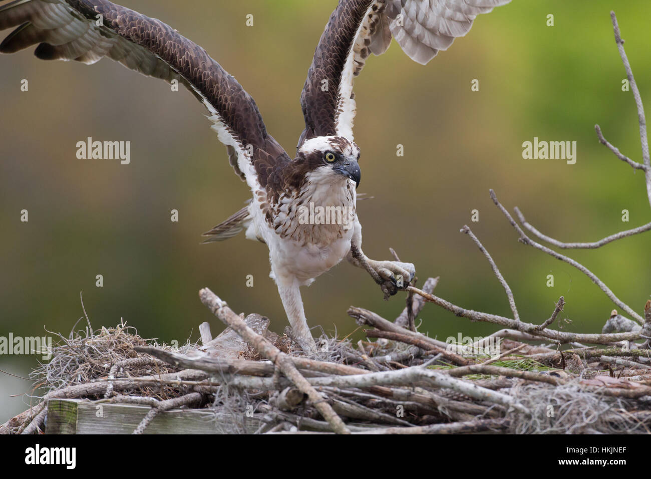 Hawk building nest hi-res stock photography and images - Alamy