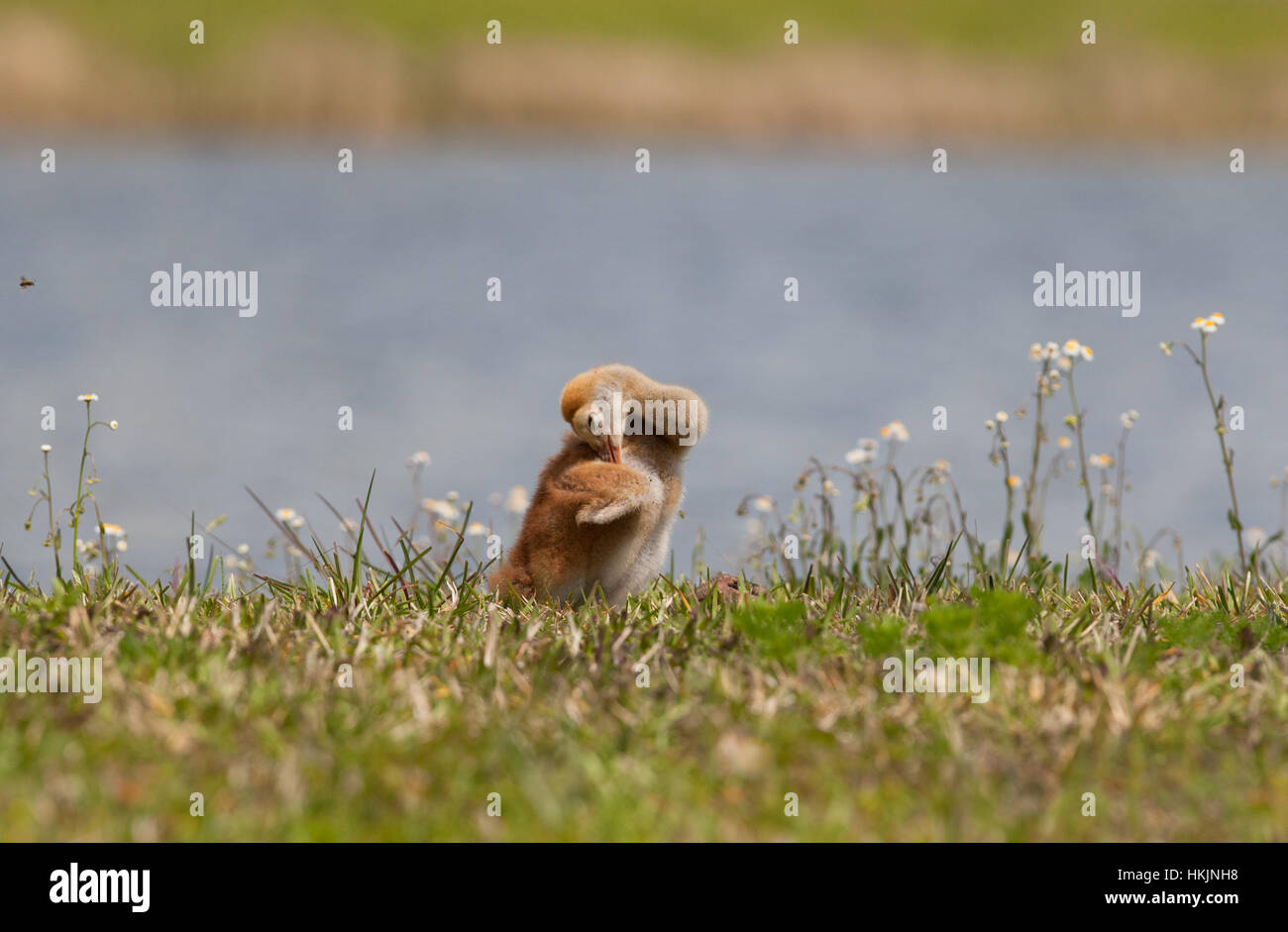 Sandhill Crane colt Stock Photo - Alamy