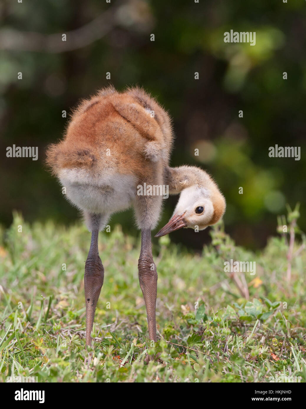 Sandhill Crane colt Stock Photo - Alamy