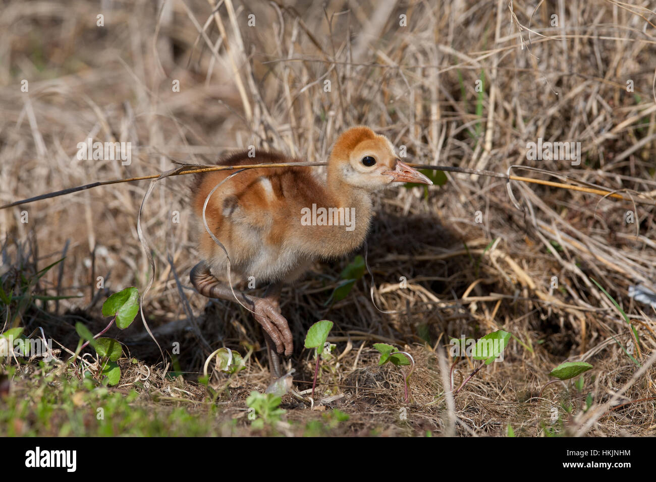 Sandhill Crane colt Stock Photo - Alamy