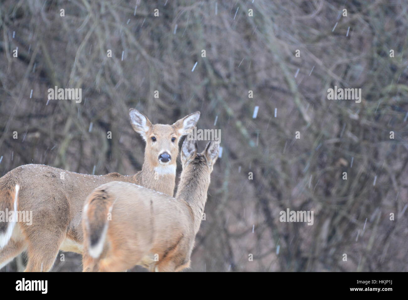 I see you Stock Photo - Alamy