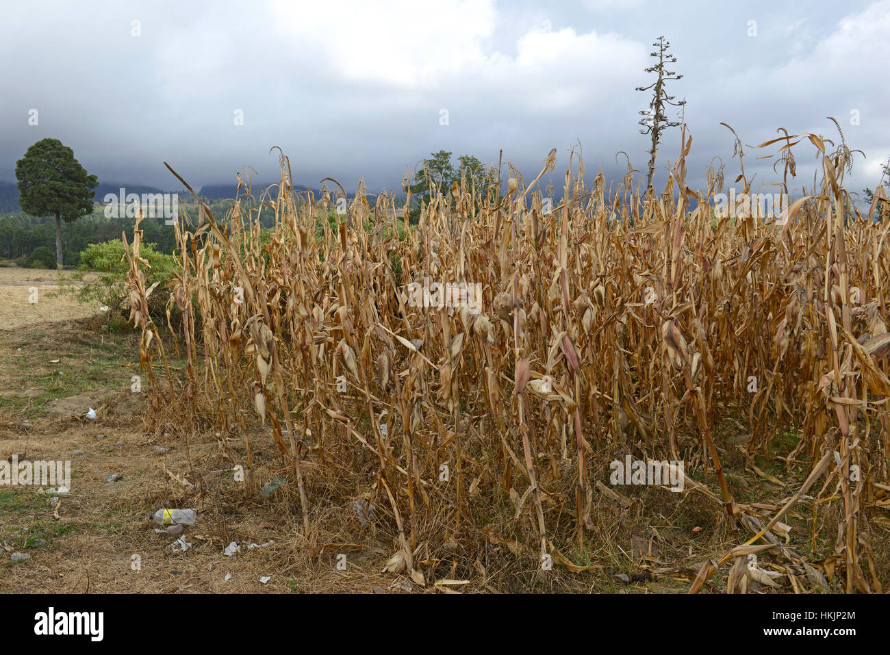 Corn plants, a staple food of the world, popular commodity to trade and ...
