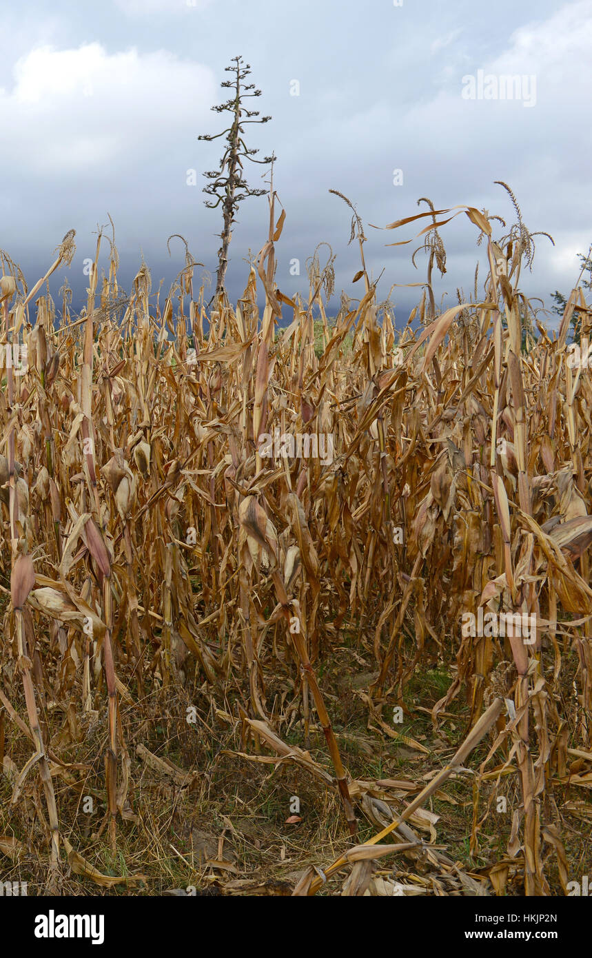 Corn plants, a staple food of the world, popular commodity to trade and ...