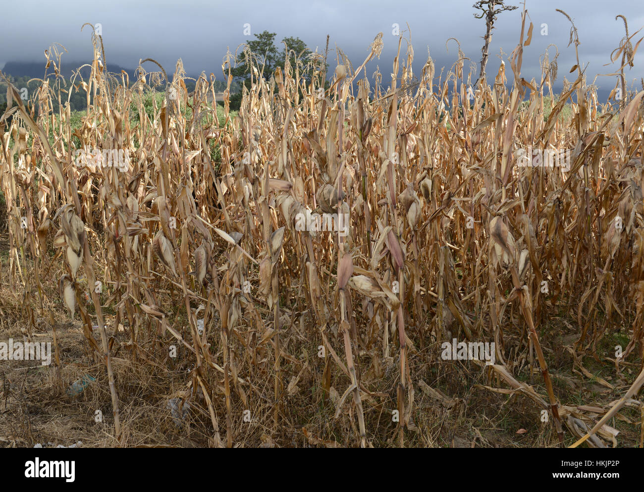 Corn plants, a staple food of the world, popular commodity to trade and ...