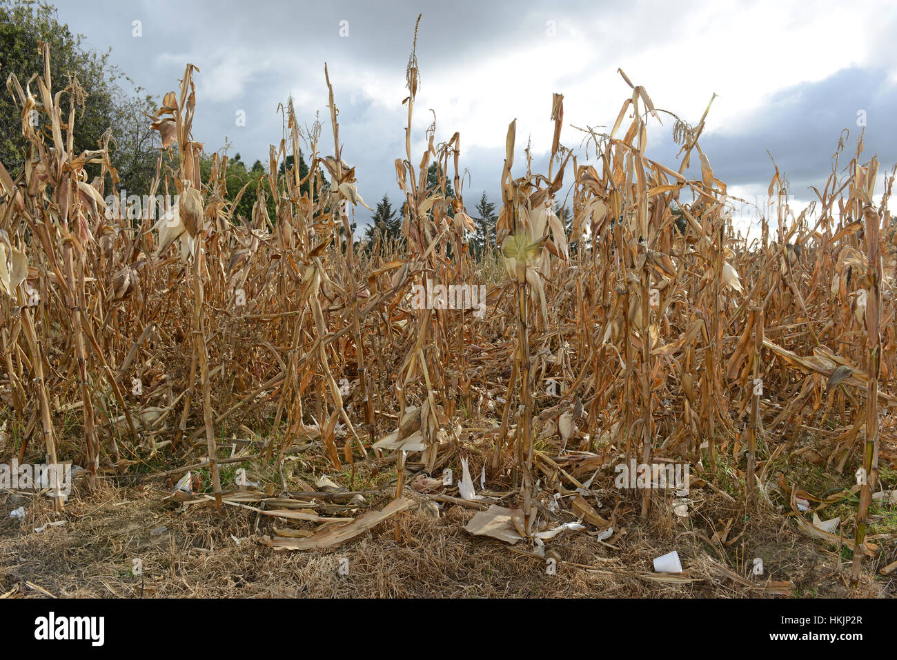 Corn plants, a staple food of the world, popular commodity to trade and ...