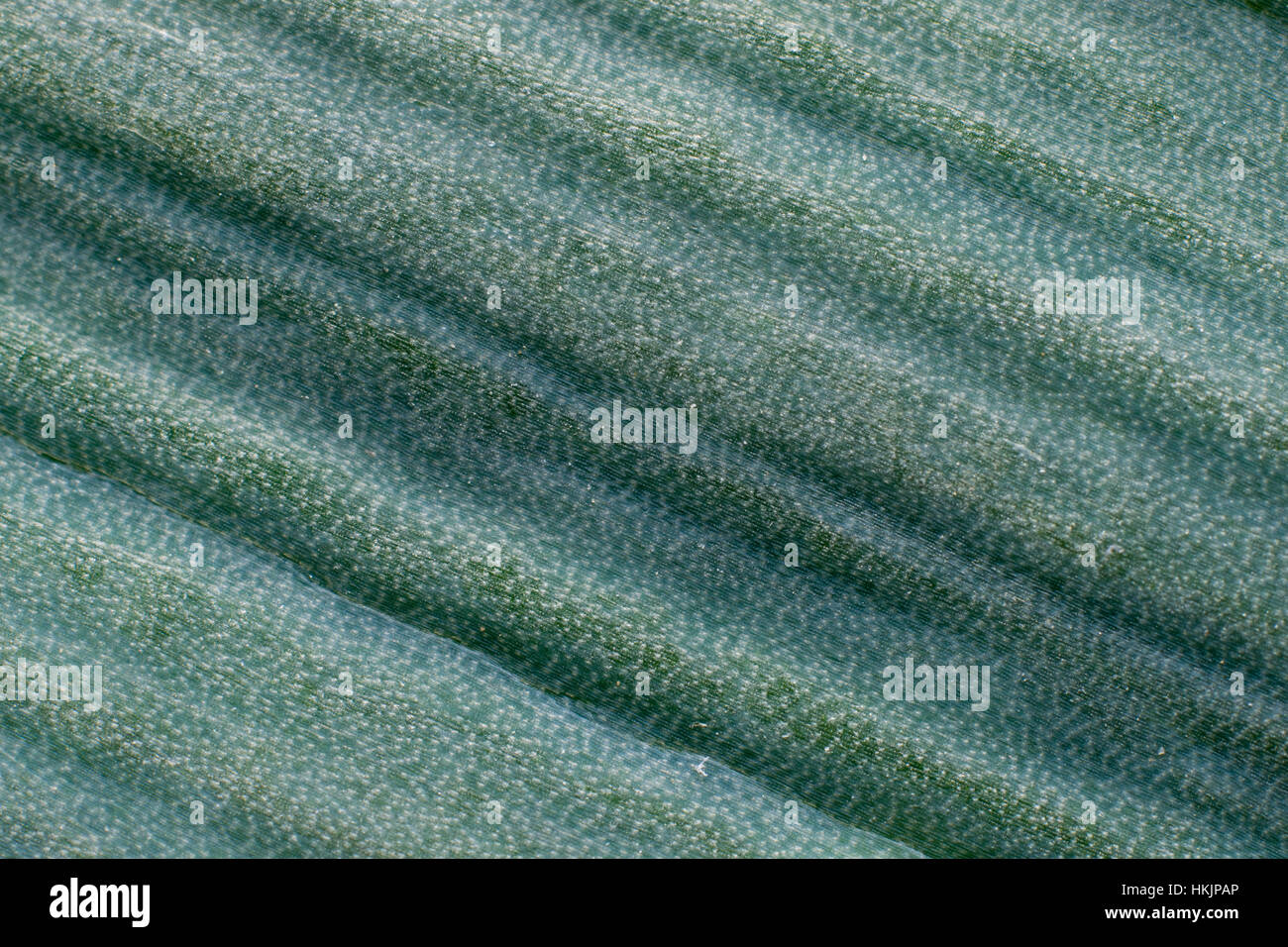 Wavy leaf hi-res stock photography and images - Alamy