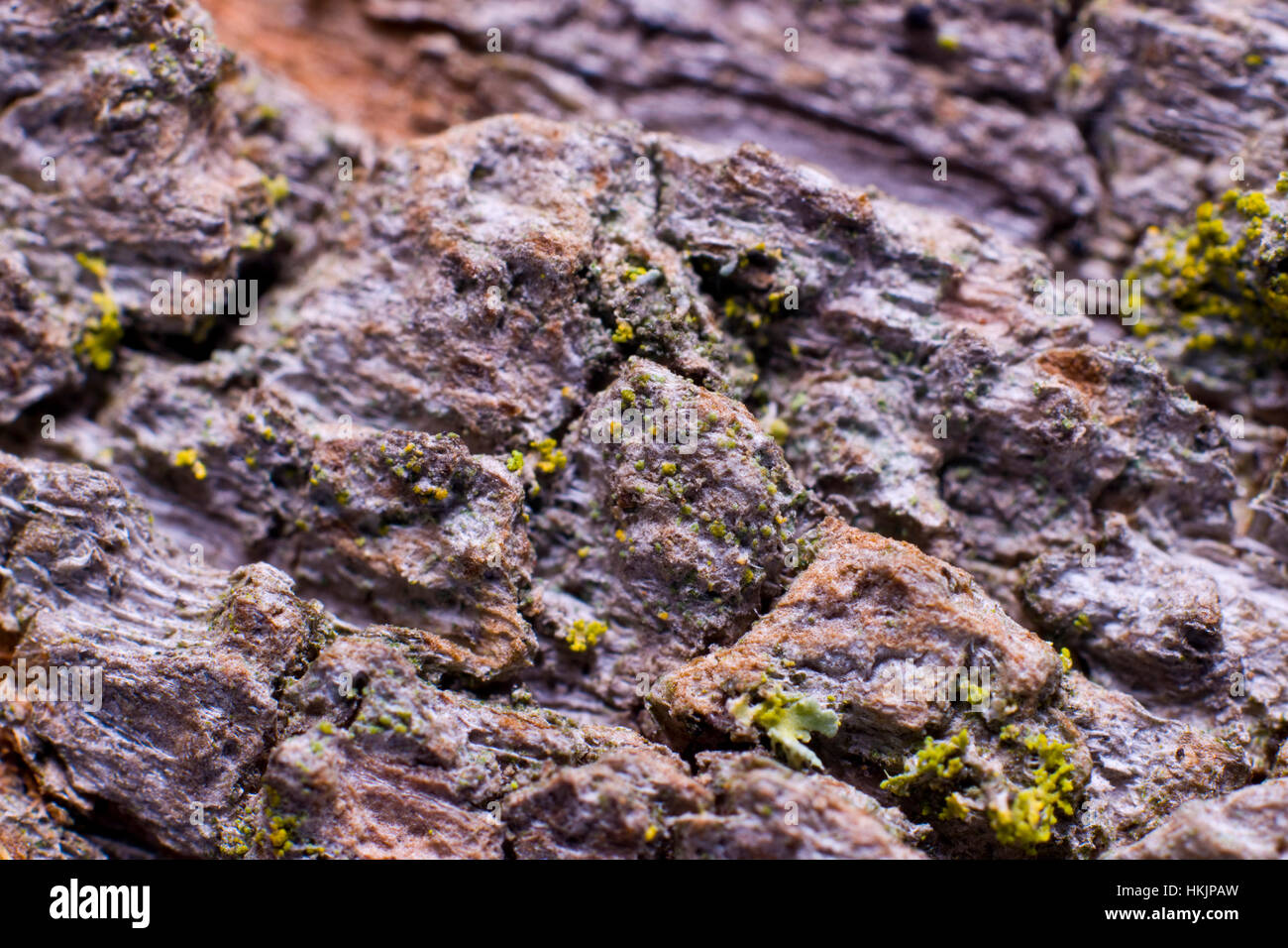 Black locust tree hi-res stock photography and images - Alamy