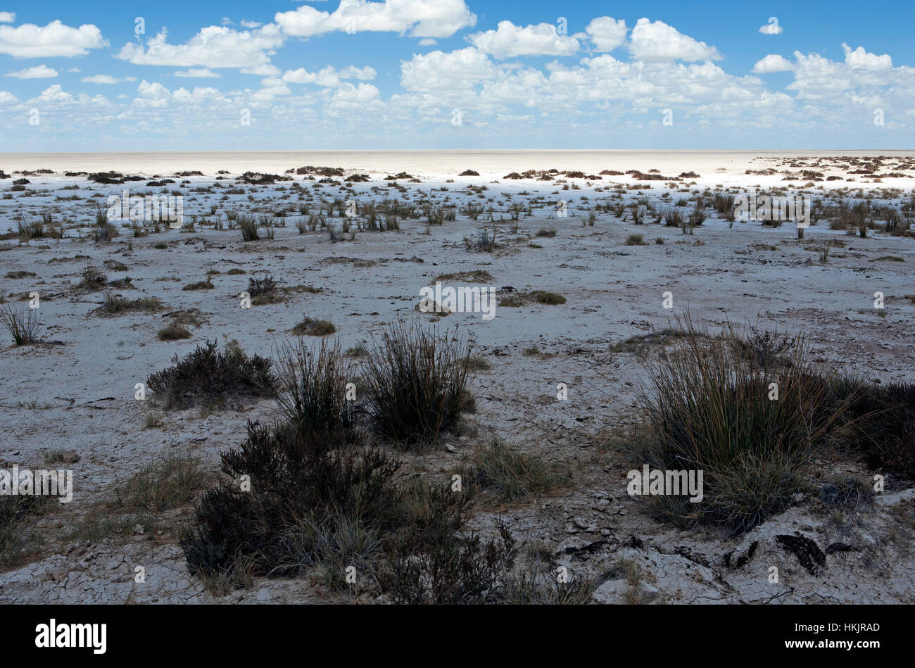 Scenic of dry Etosha pan in summer season in Etosha National Park ...