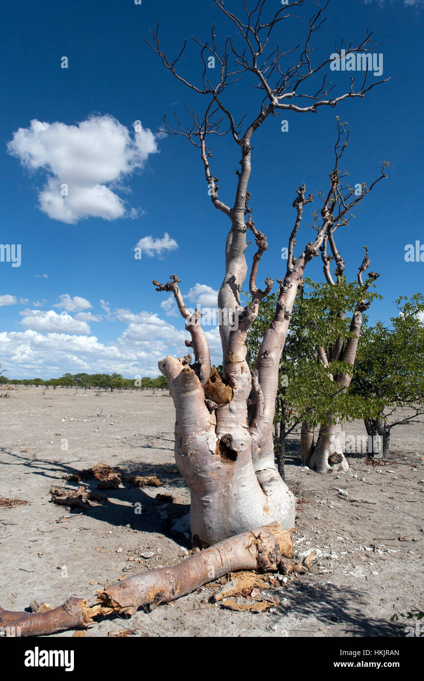A specimen of Moringa ovalifolia tree in the Ghost Tree Forest in ...