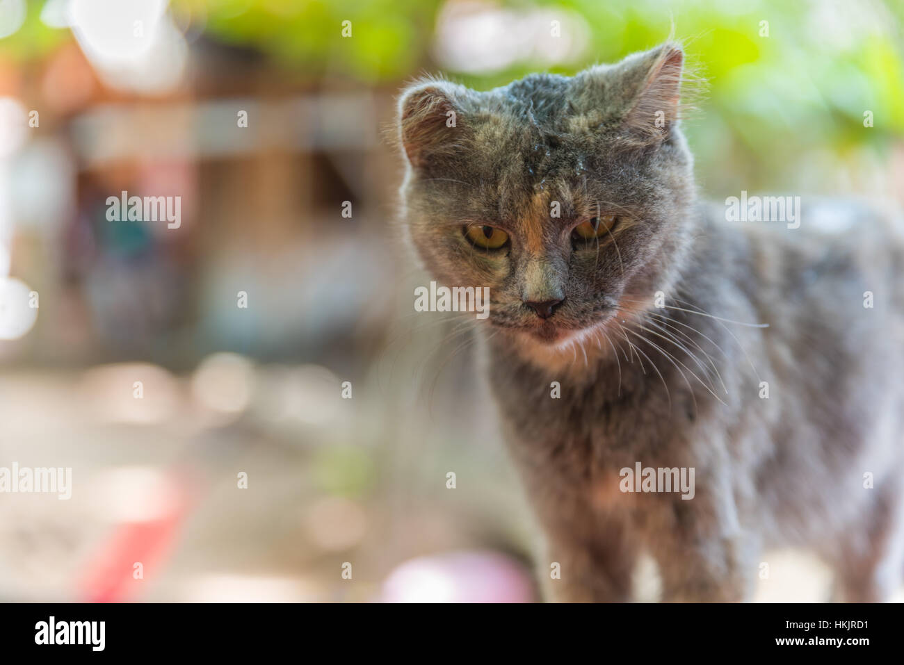 Suspicious cat portrait Stock Photo - Alamy
