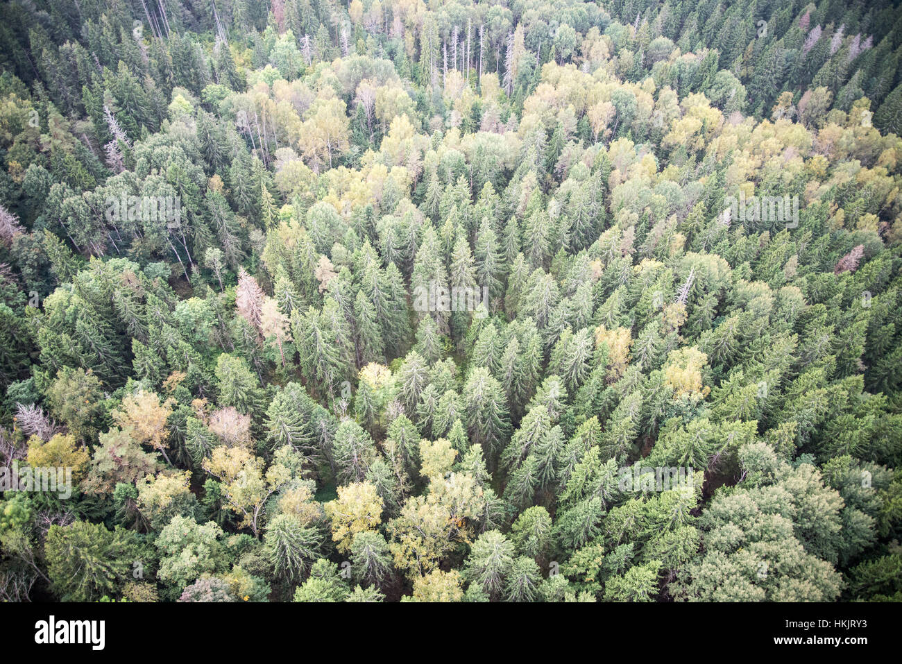 forests from above Stock Photo - Alamy