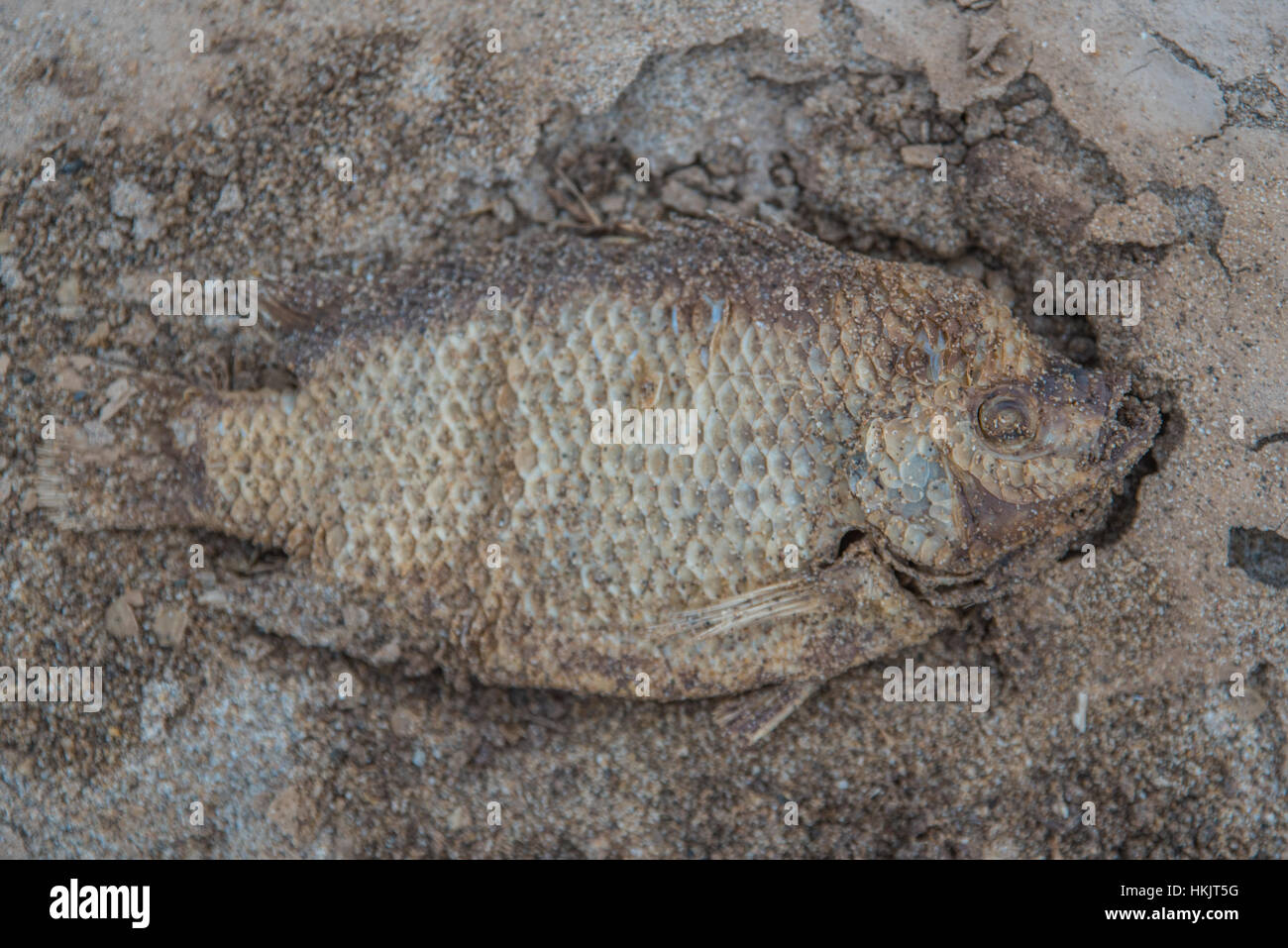 Dead Freshwater Fish In The Sand High Resolution Stock Photography and ...