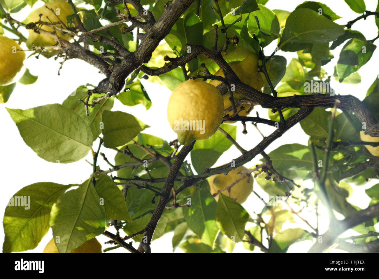 Lemon tree branch hi-res stock photography and images - Alamy