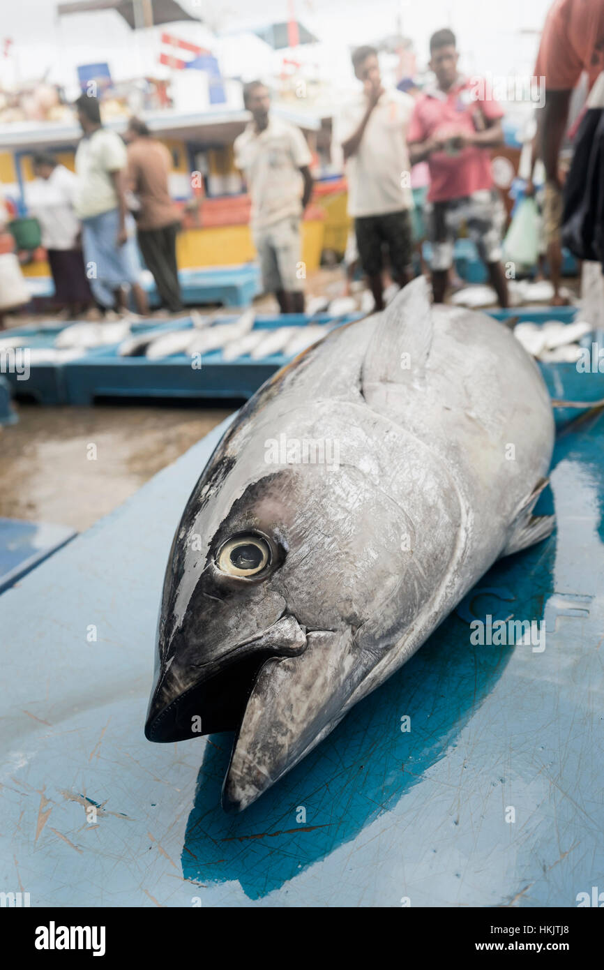 Fish sale fish market beruwela hi-res stock photography and images - Alamy