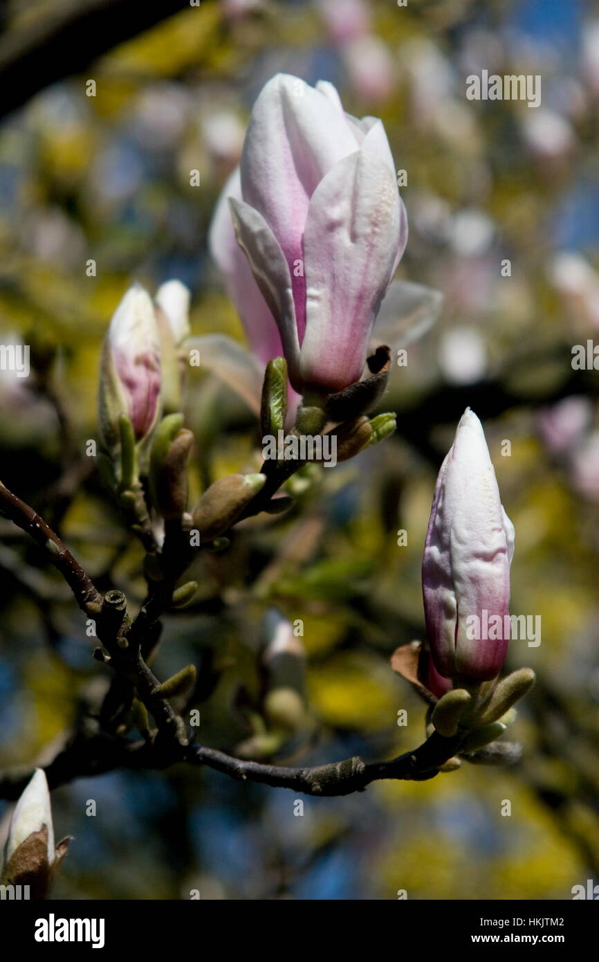 Farnham common hi-res stock photography and images - Alamy