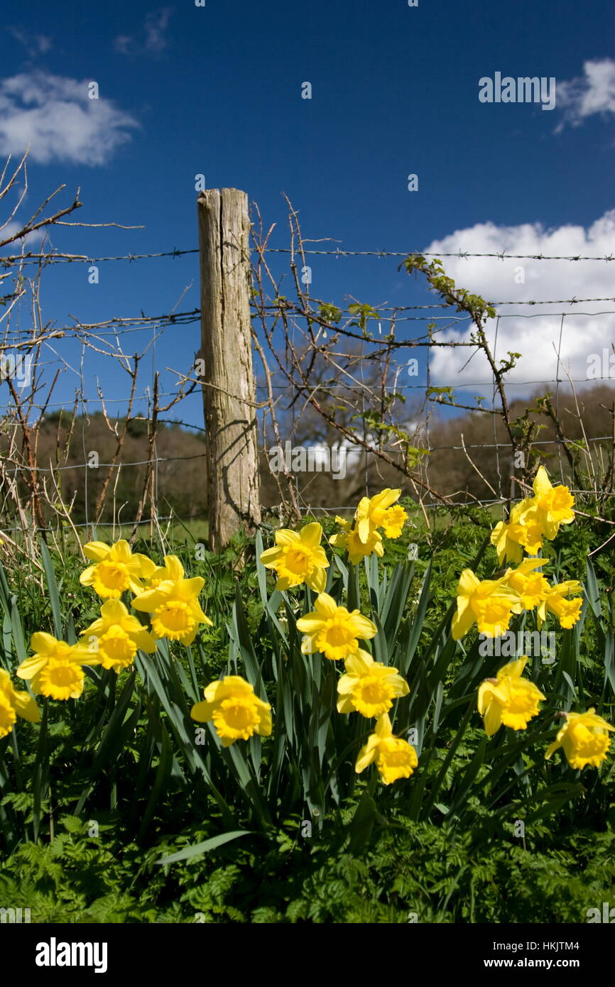 Yellow roadside wildflowers hi-res stock photography and images - Alamy