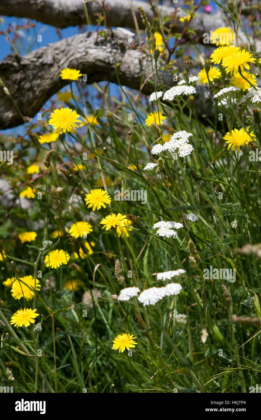 Taraxucum officinale yarrow hi-res stock photography and images - Alamy
