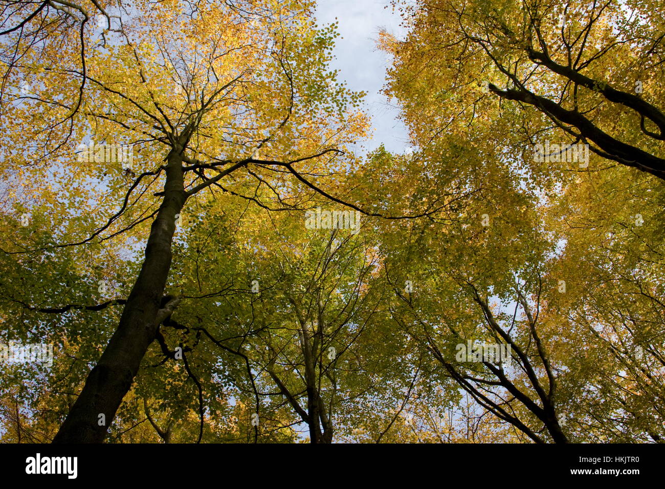 Fagus sylvatica Beech trees in Autumn, Micheldever forest,Hampshire ...