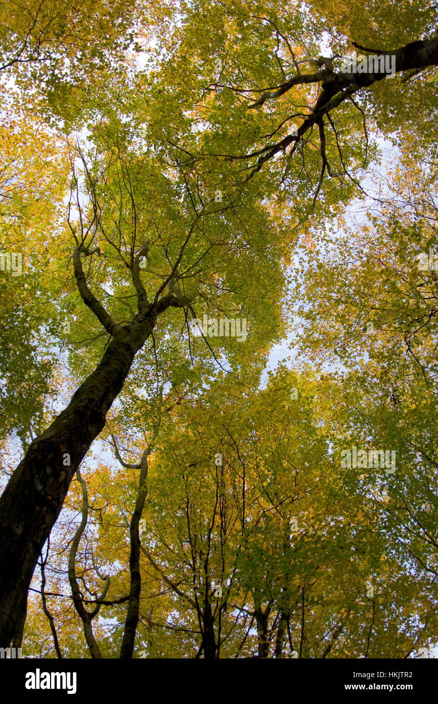 Fagus sylvatica Beech trees in Autumn, Micheldever forest,Hampshire ...
