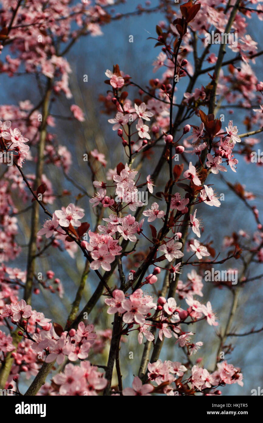 Prunus cerisifera Cherry tree pink flower Stock Photo - Alamy