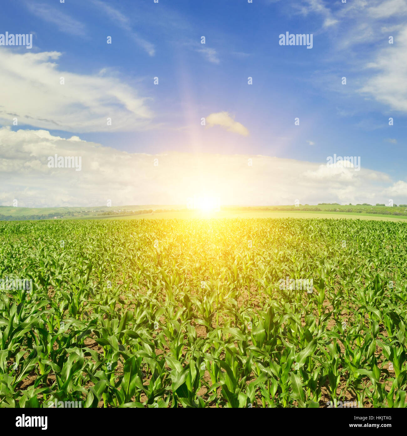 Corn field morning sky hi-res stock photography and images - Alamy