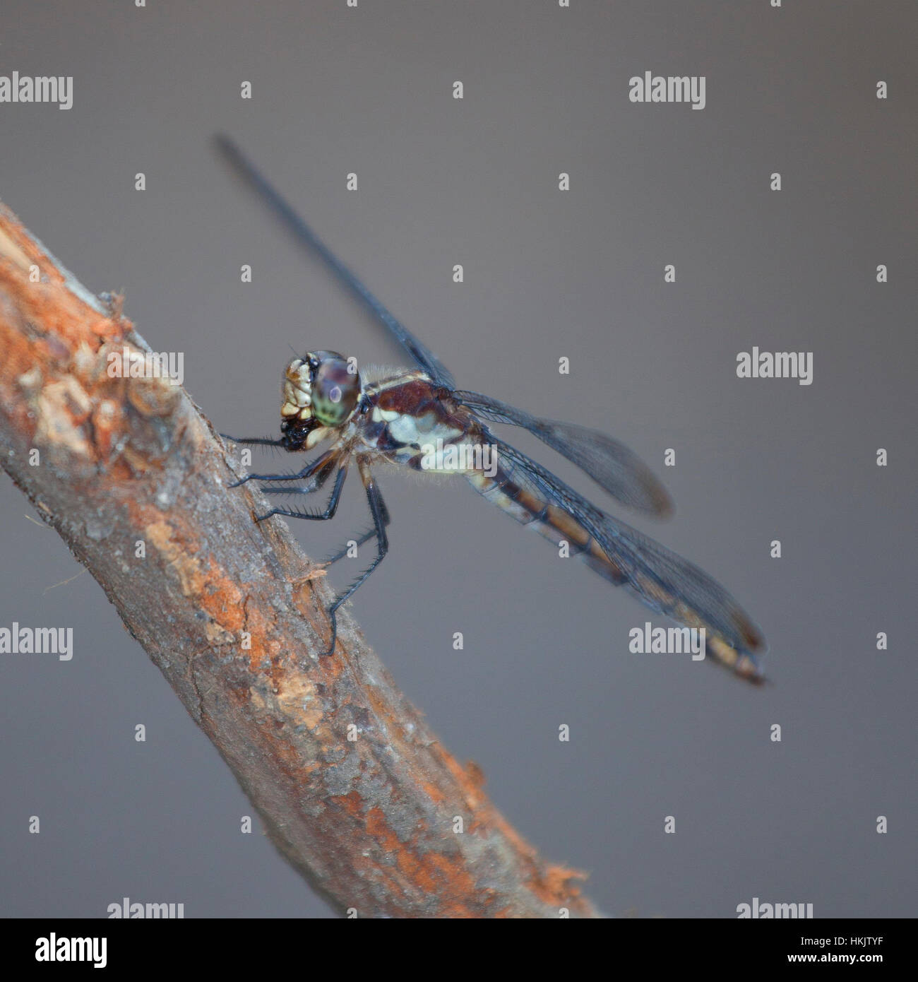Dragonfly that has its mouth full of another insect it is eating Stock ...