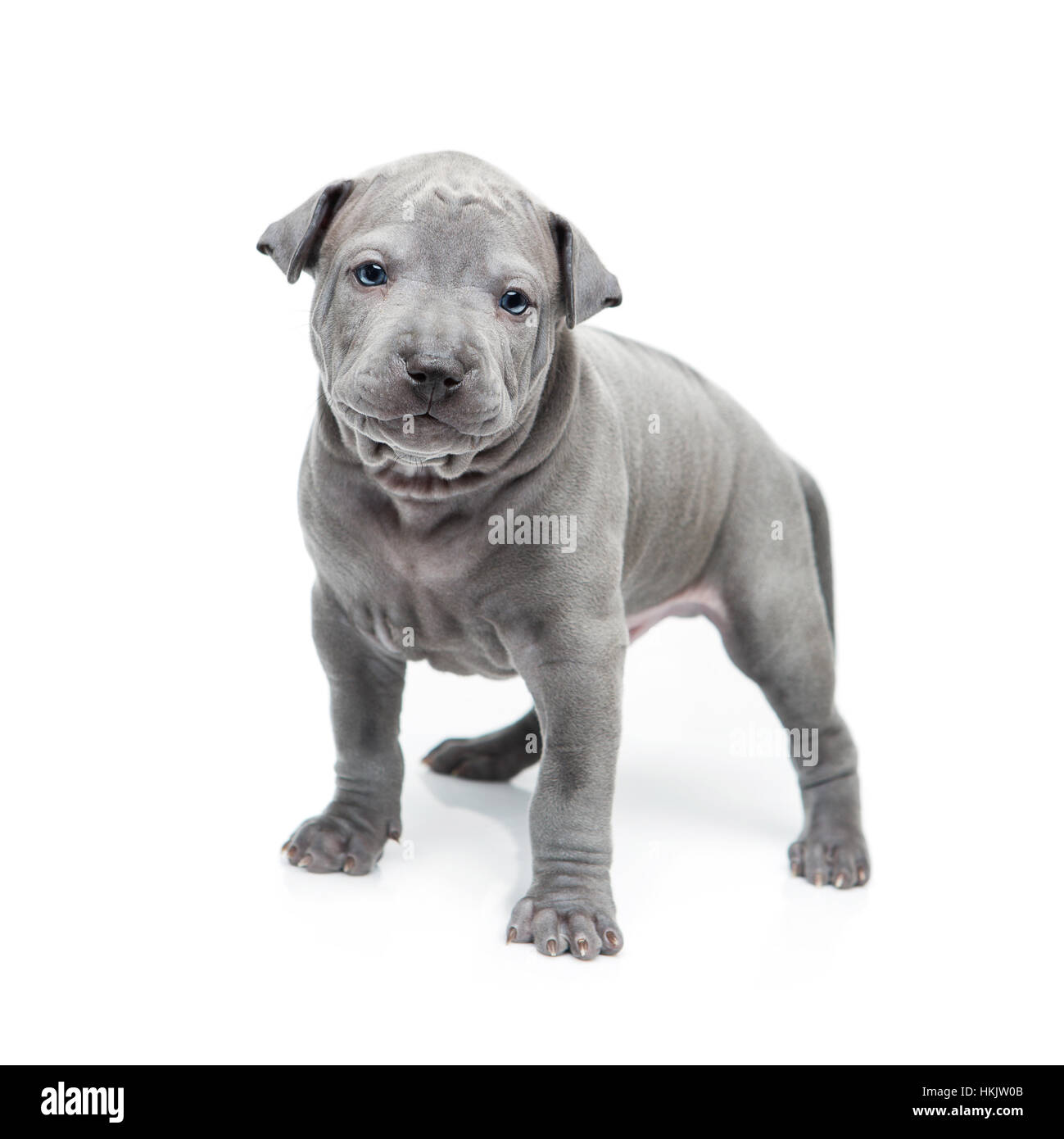 Thai ridgeback puppy isolated on white Stock Photo - Alamy