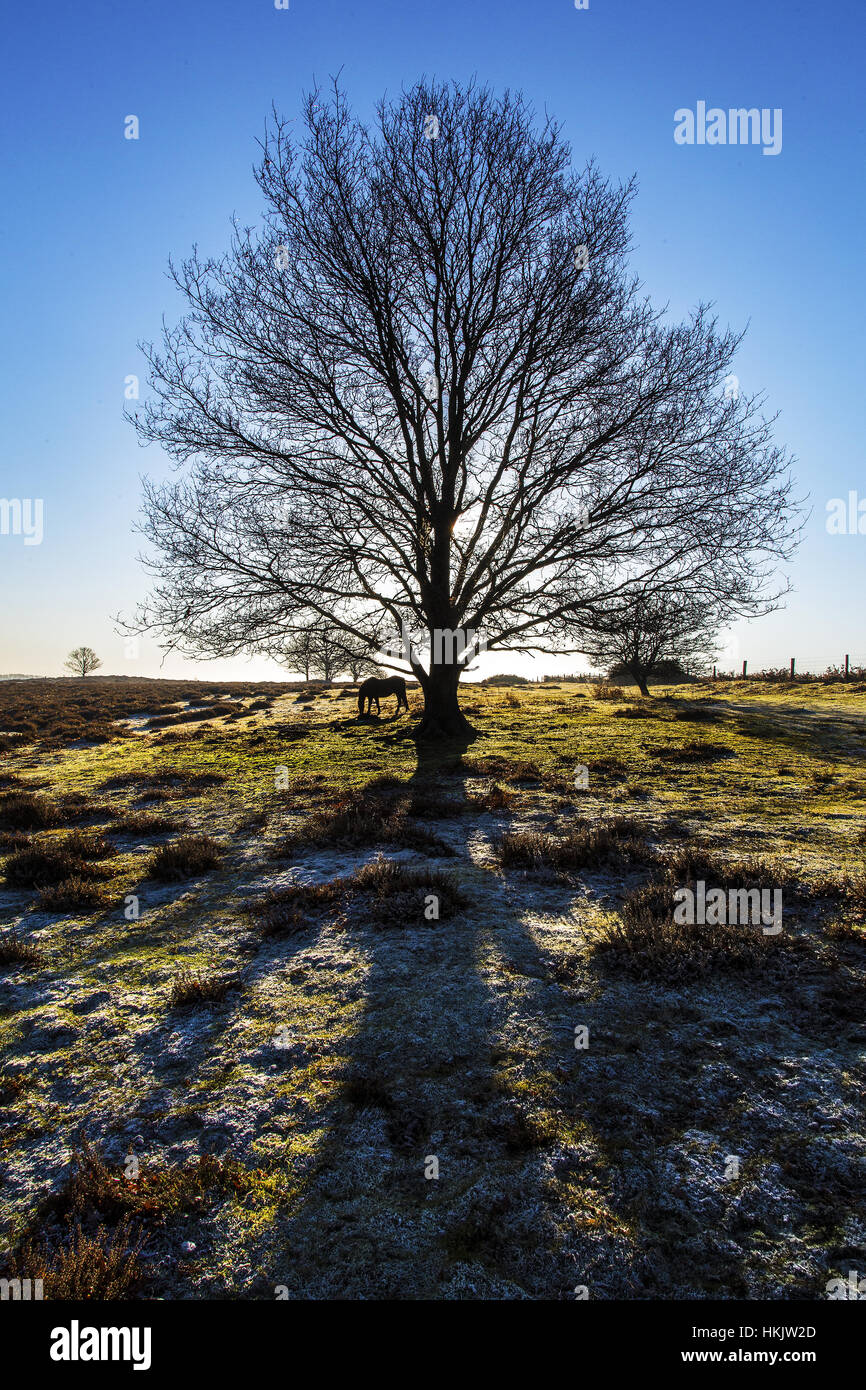 Ponies grazing on a frosty cold morning on Roydon Common in Norfolk ...