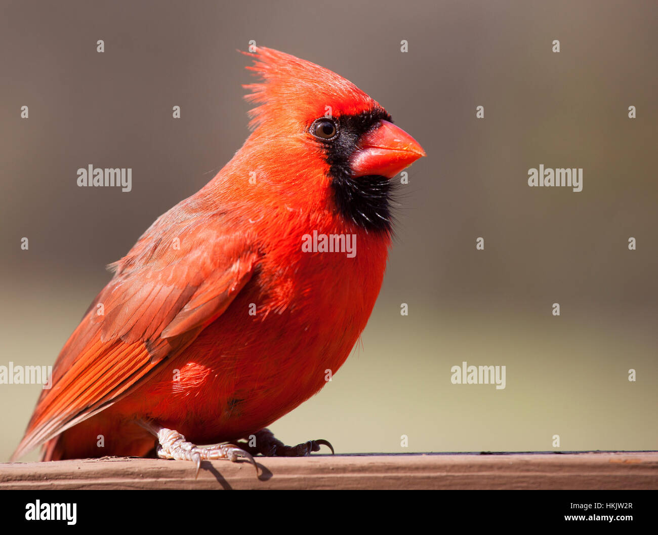Bright red cardinal that is on a brown perch with a brown background ...